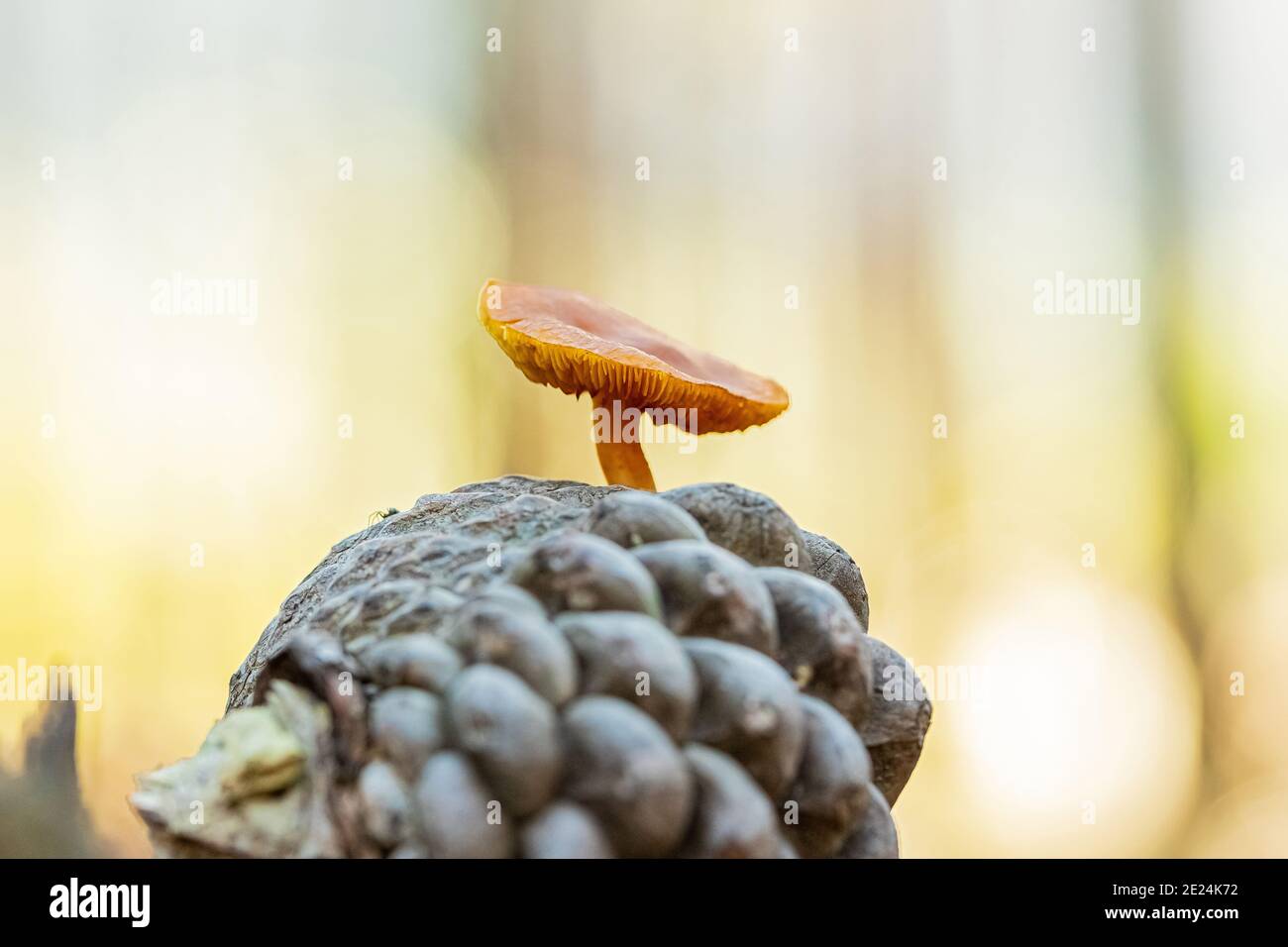 Candy cap mushroom hi-res stock photography and images - Alamy