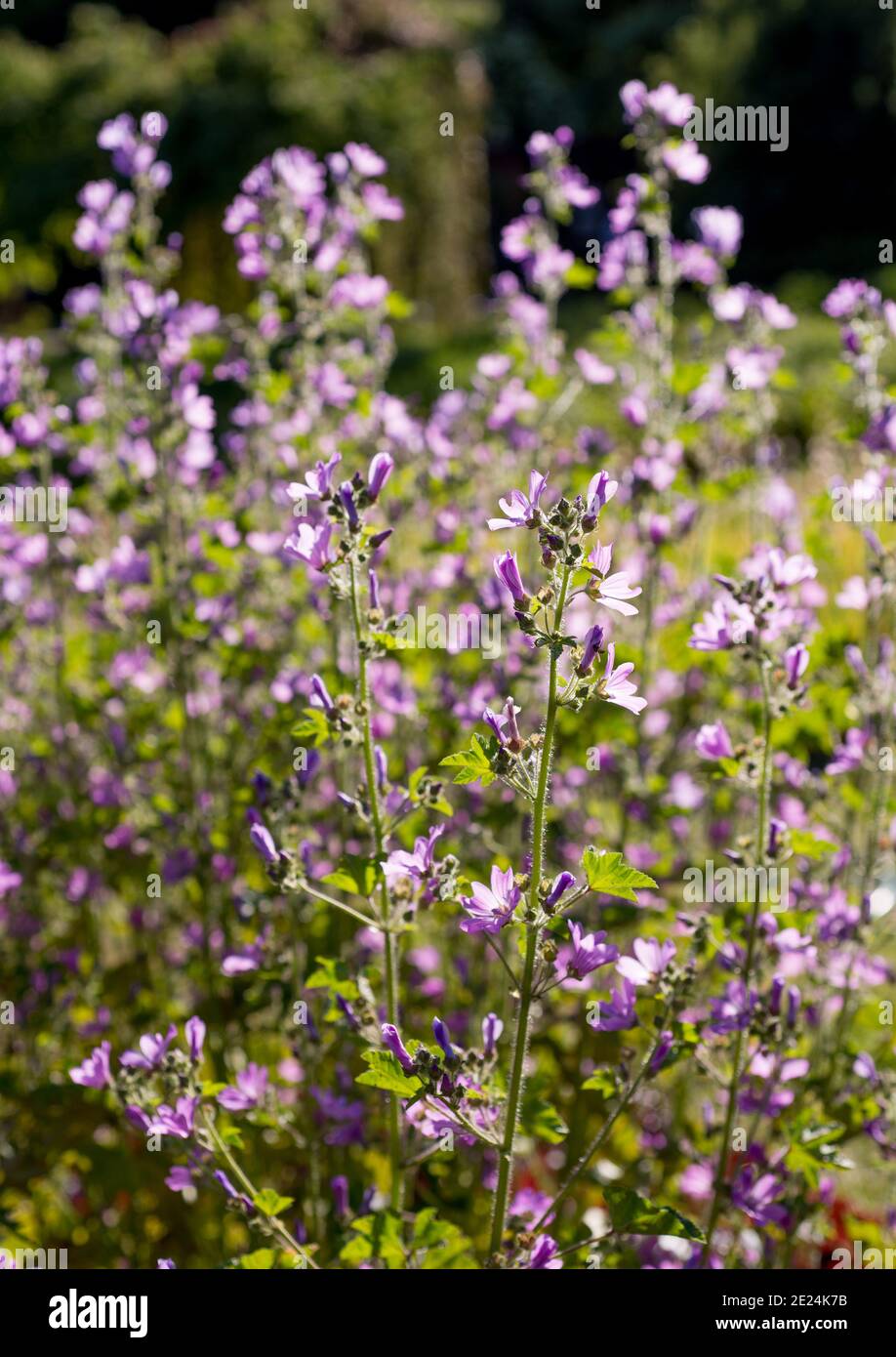 Alcea pallida pink flowers Stock Photo - Alamy