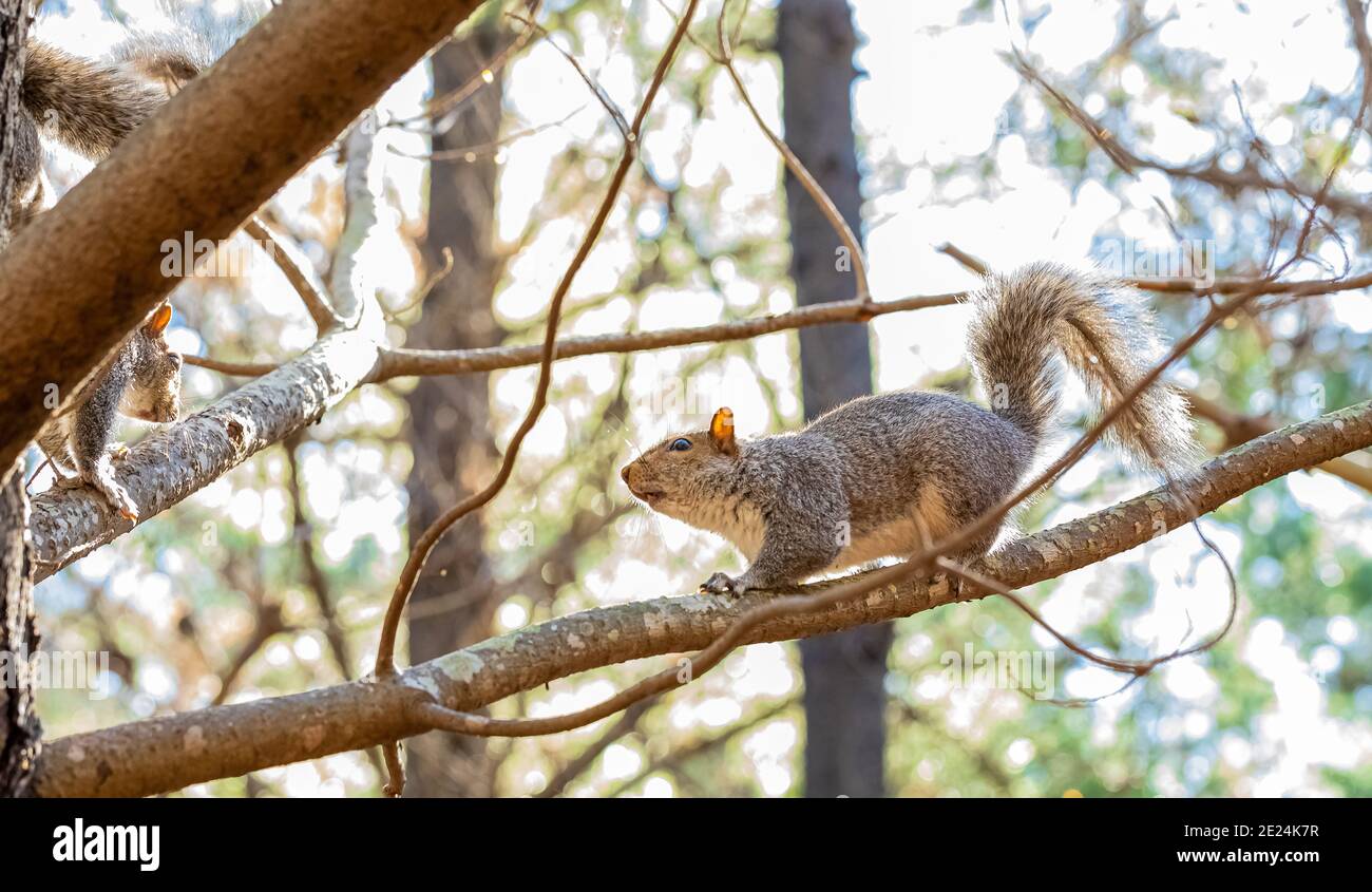 Tiny squirrels running on a forest tree branch in Africa Stock Photo ...