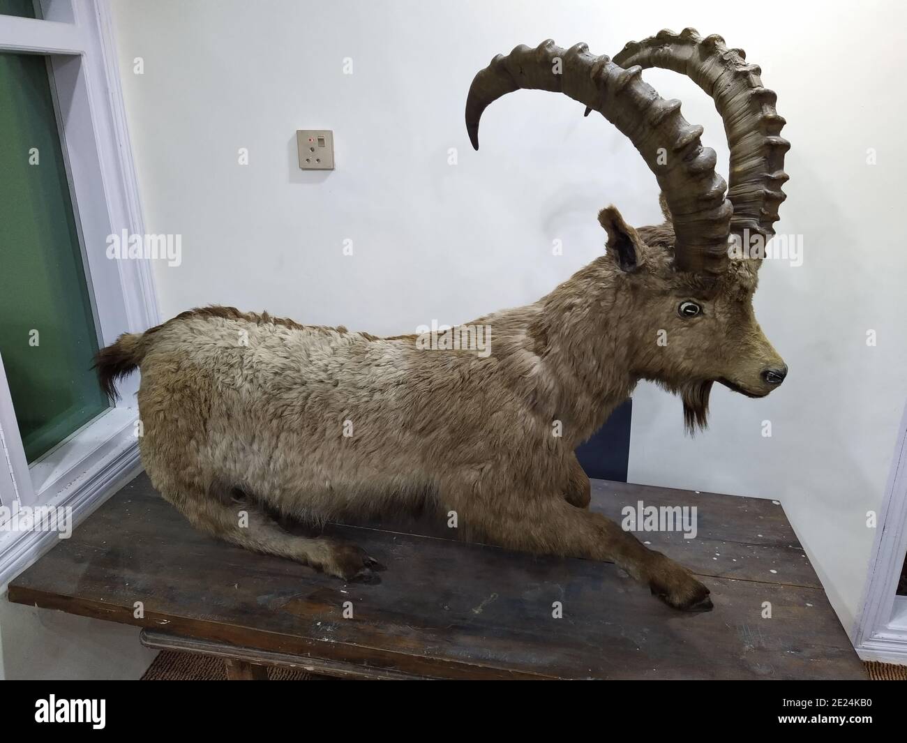 The markhor, is a large Capra species native to Central Asia, Karakoram ...