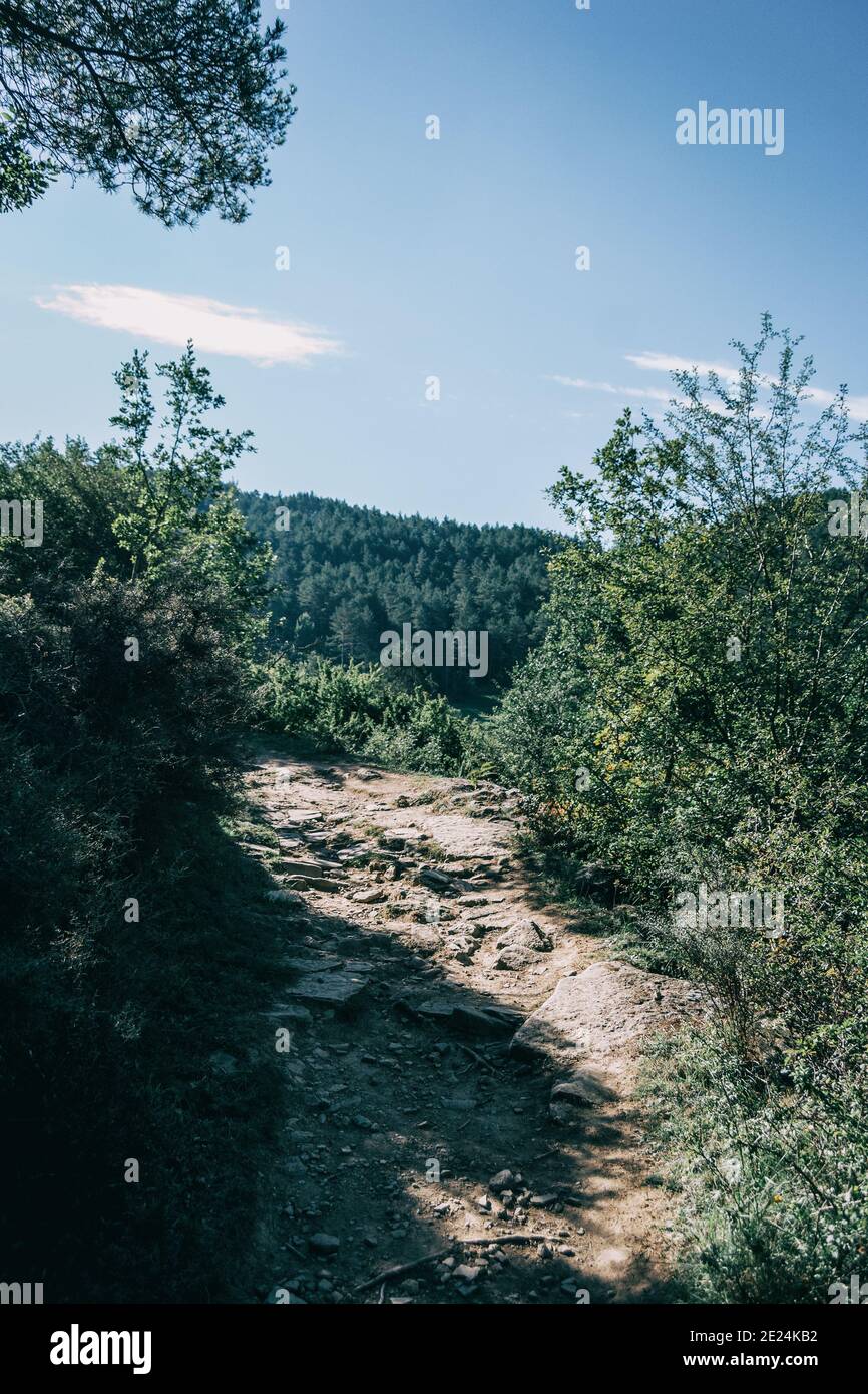 green landscape with many trees and bushes somewhere in catalonia ...