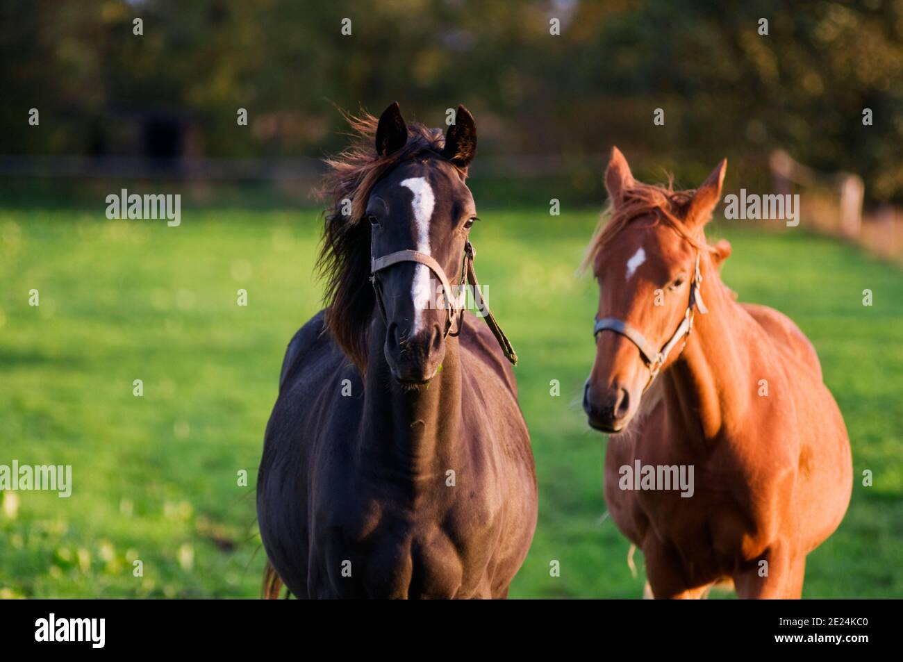 Frontal partial view of two horses standing next to each other on a ...