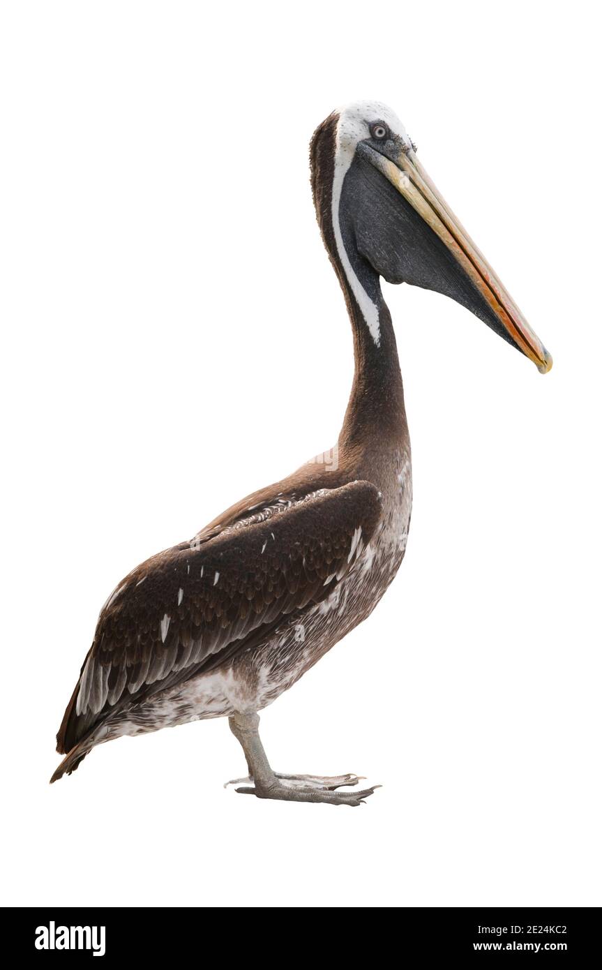 Full length side view of a pelican (lat. Pelecanus occidentalis) on on ...