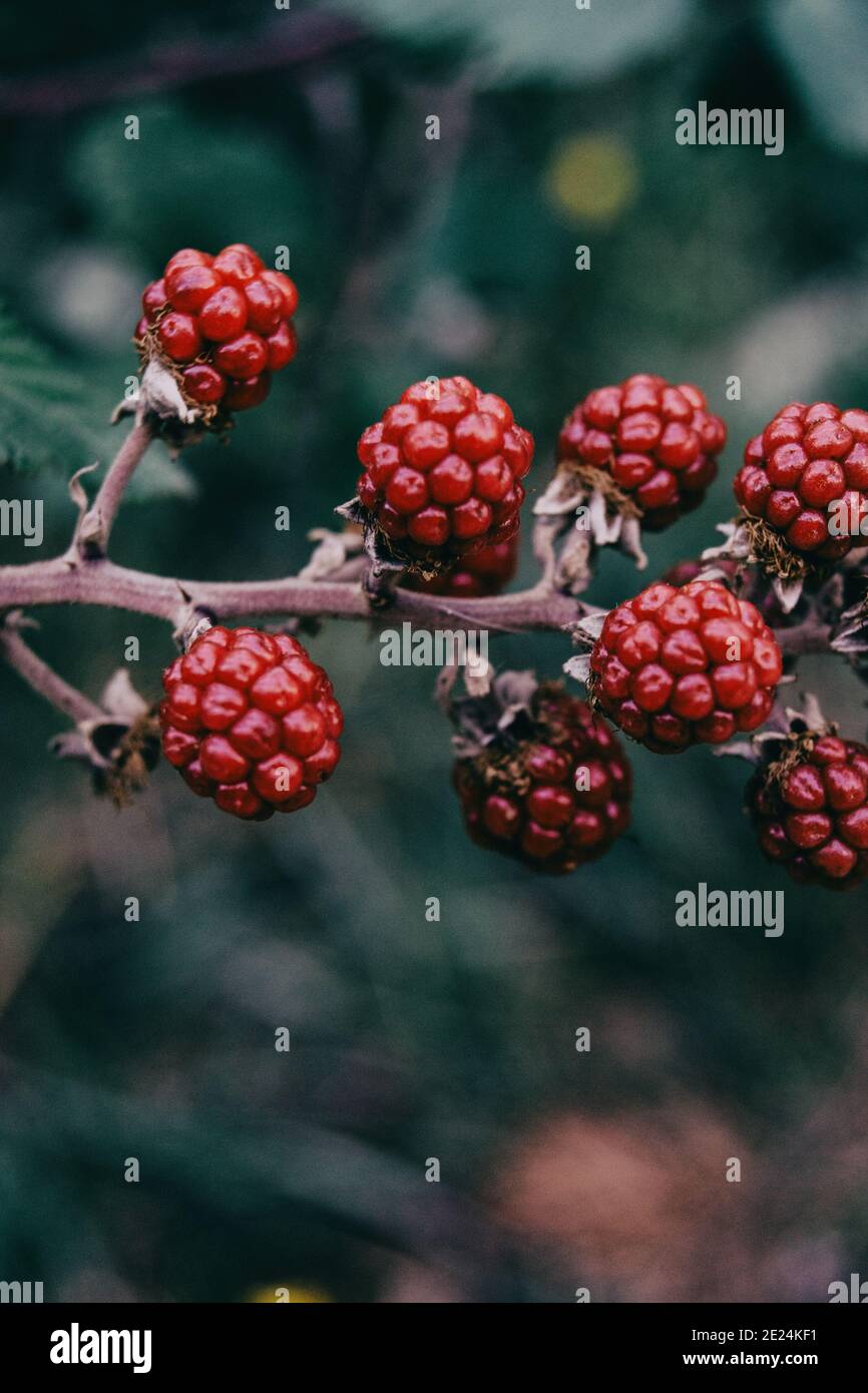 edible red berries of rubus close up in a field Stock Photo - Alamy