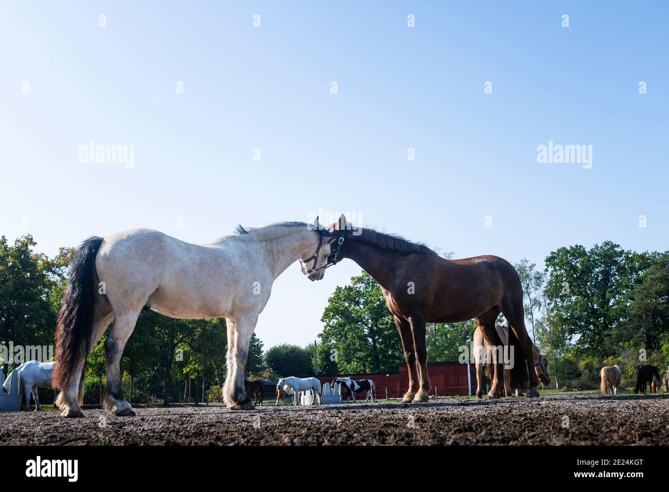 Horses standing on paddock Stock Photo - Alamy