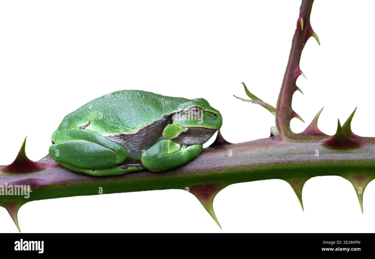 Tree exposed Cut Out Stock Images & Pictures - Alamy