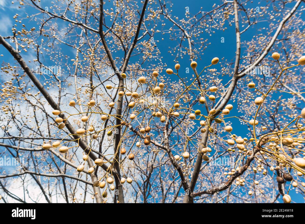 Chinaberry trees hi-res stock photography and images - Alamy