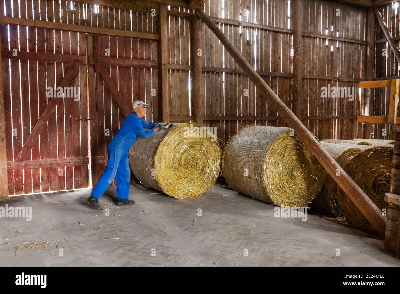 Farmer in barn pushing bale of hay Stock Photo - Alamy