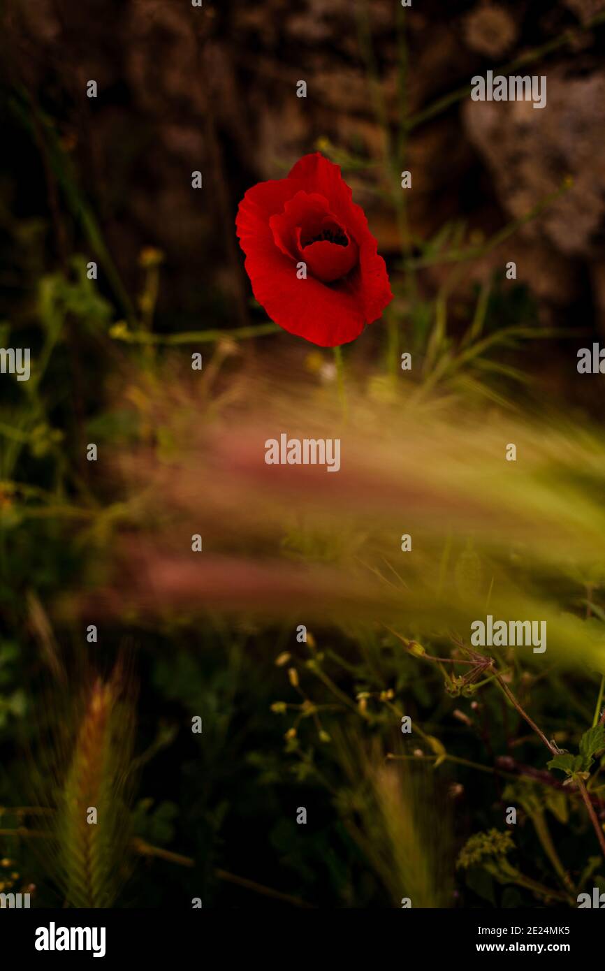 Poppy on the ground hi-res stock photography and images - Alamy