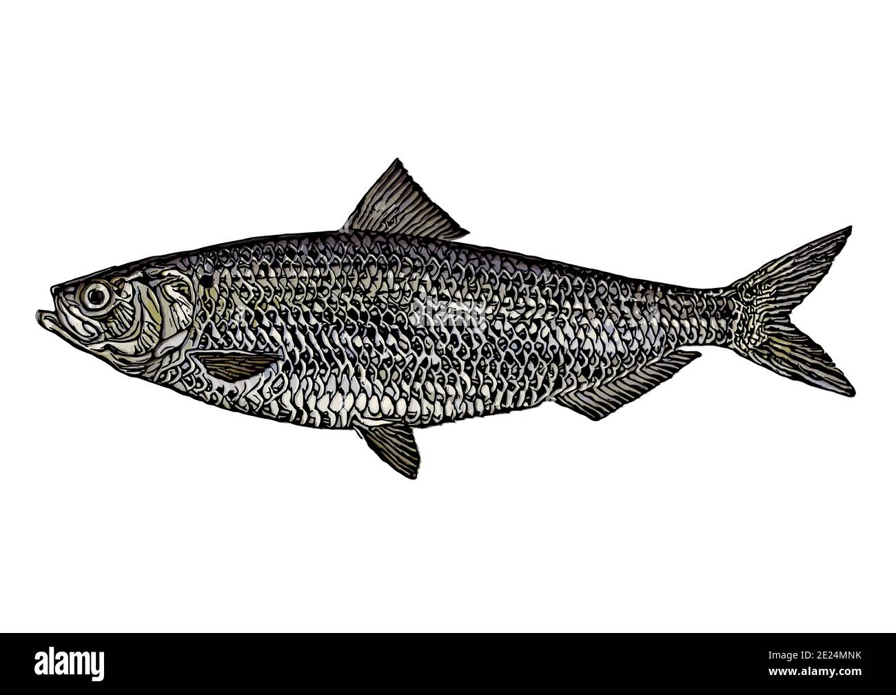 Blueback Herring Vector Illustration on white Background Stock Photo ...