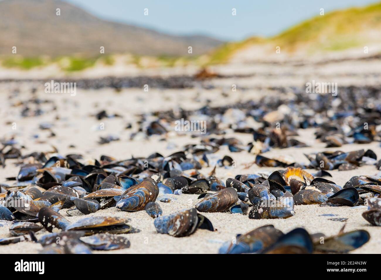 Selective focus shot of a sandy beach full of many empty mussel shells ...