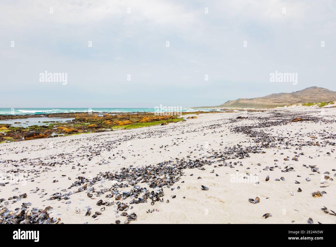 Beautiful seascape view and a sandy beach full of empty mussel shells ...