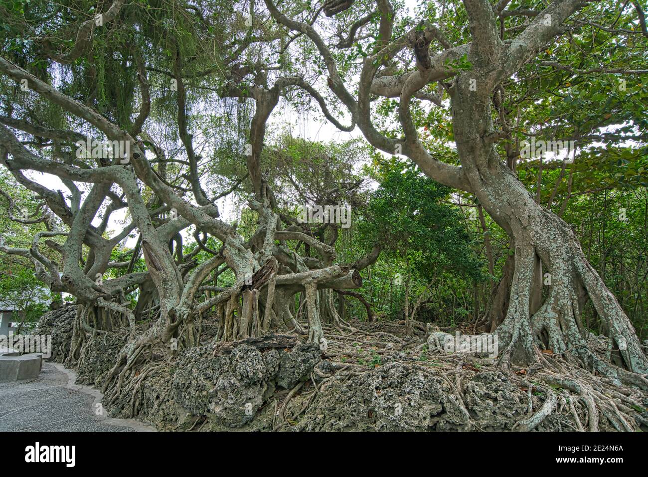 The roots of the banyan tree are coiled in the rocks. The location is ...