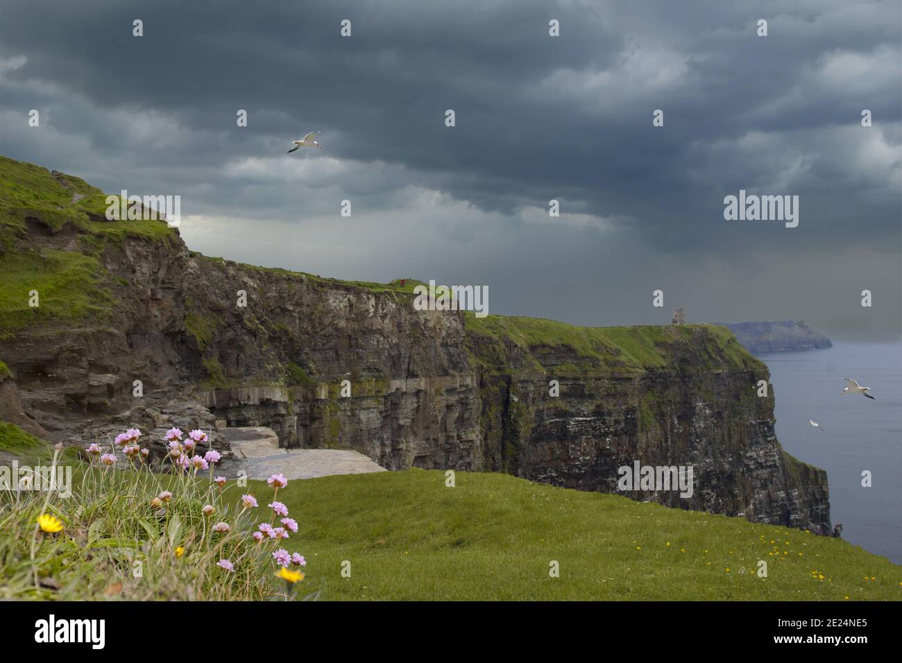 Landscape of seagulls flying in Irish cliff under stormy clouds Stock ...