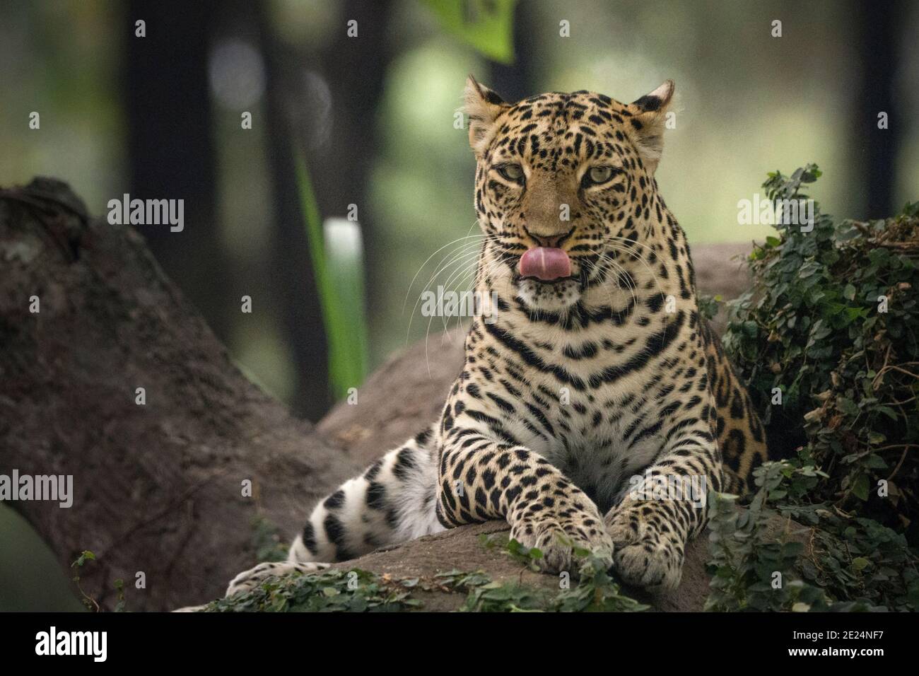 Leopard licking its lips hi-res stock photography and images - Alamy
