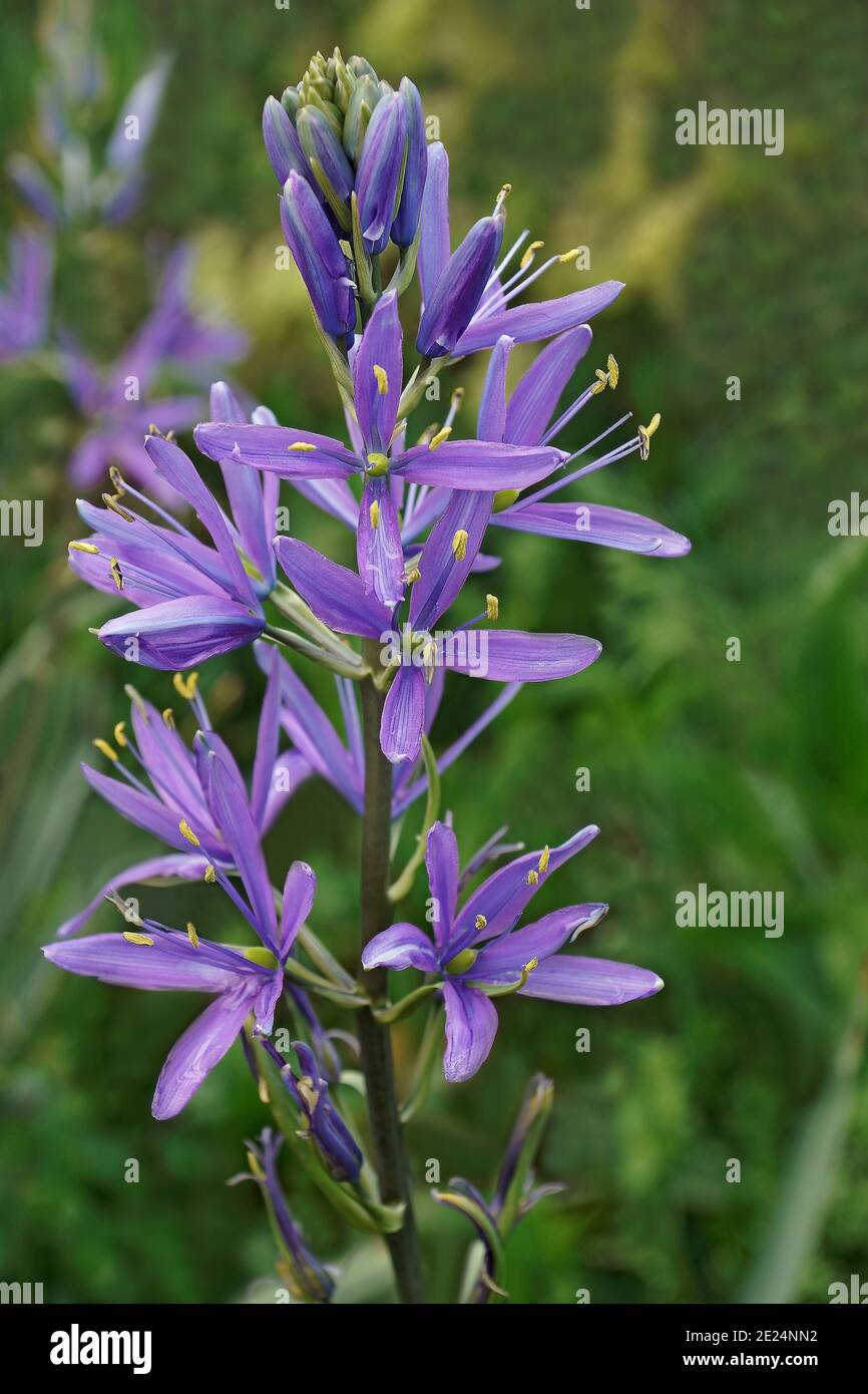 Camas (Camassia quamash). Called Common camas, Small camas, Common ...