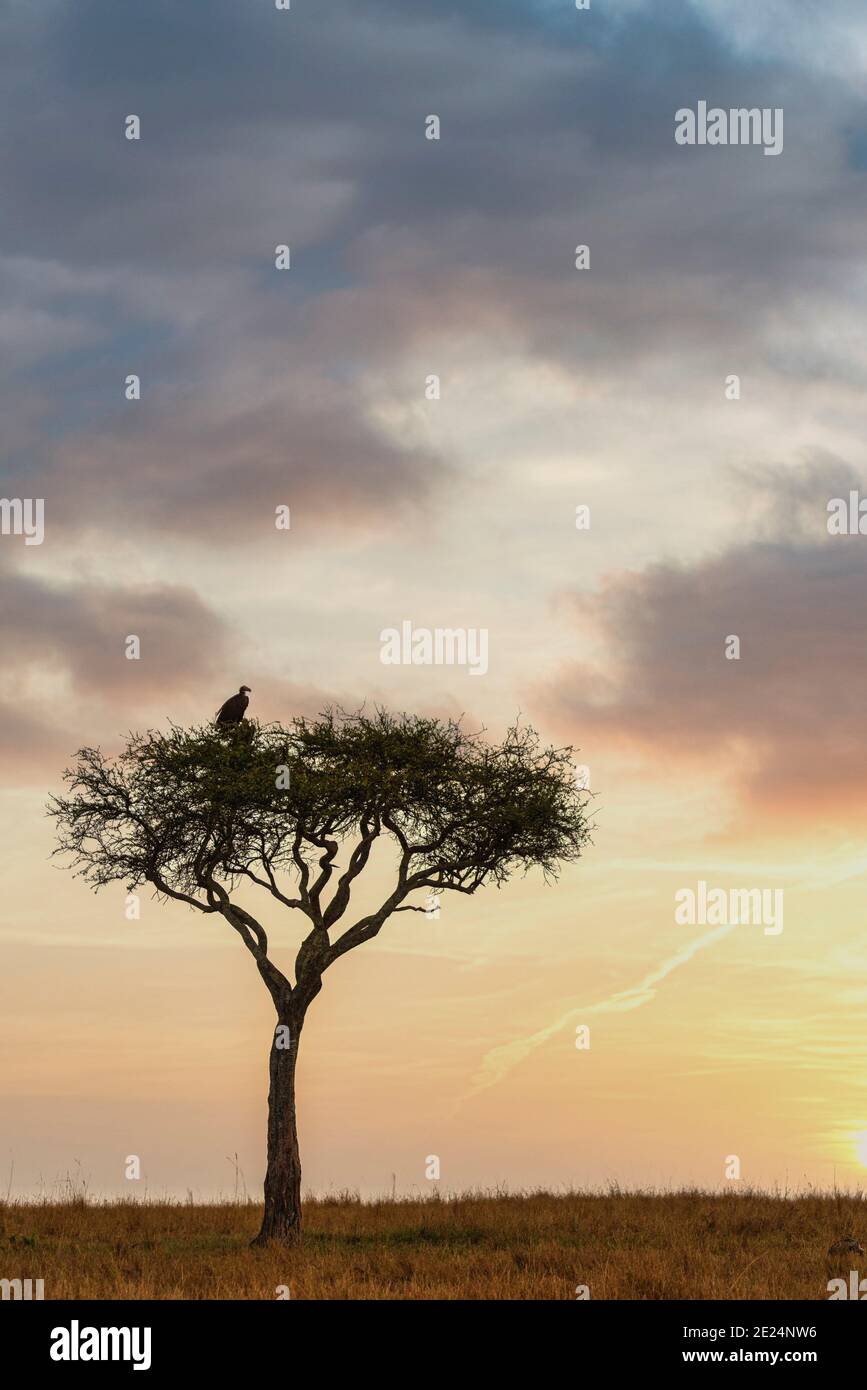 Treetop bird hi-res stock photography and images - Alamy