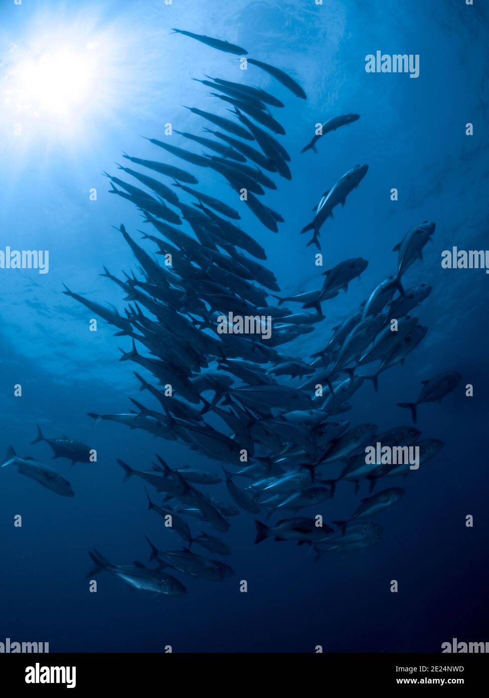 School of snapper fish in ocean, Raya Ampa, Indonesia Stock Photo - Alamy