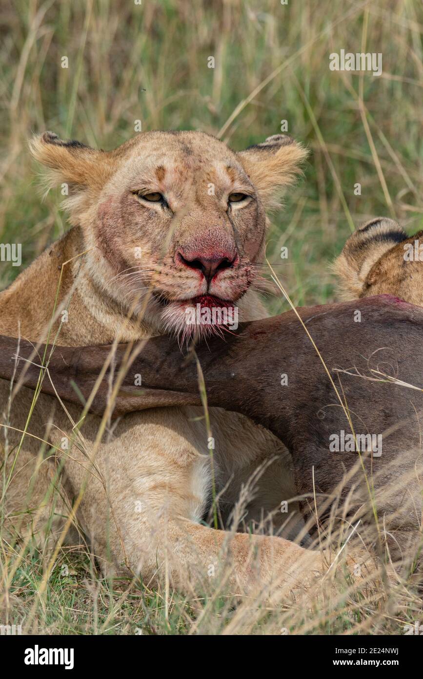 Close-up of a lioness eating her prey, Kenya Stock Photo - Alamy