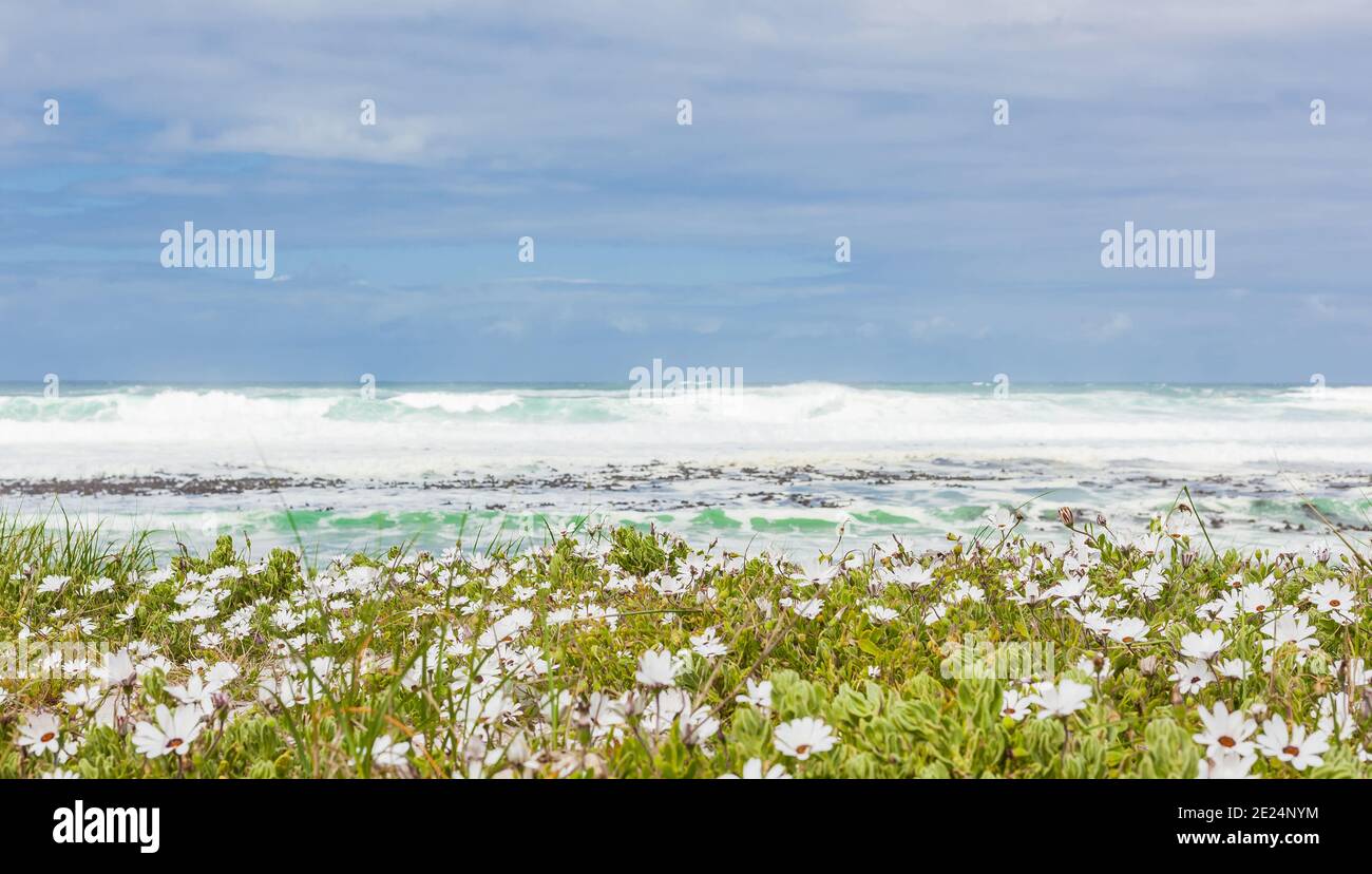Beautiful field of white flowers at the beach under the cloudy sky ...