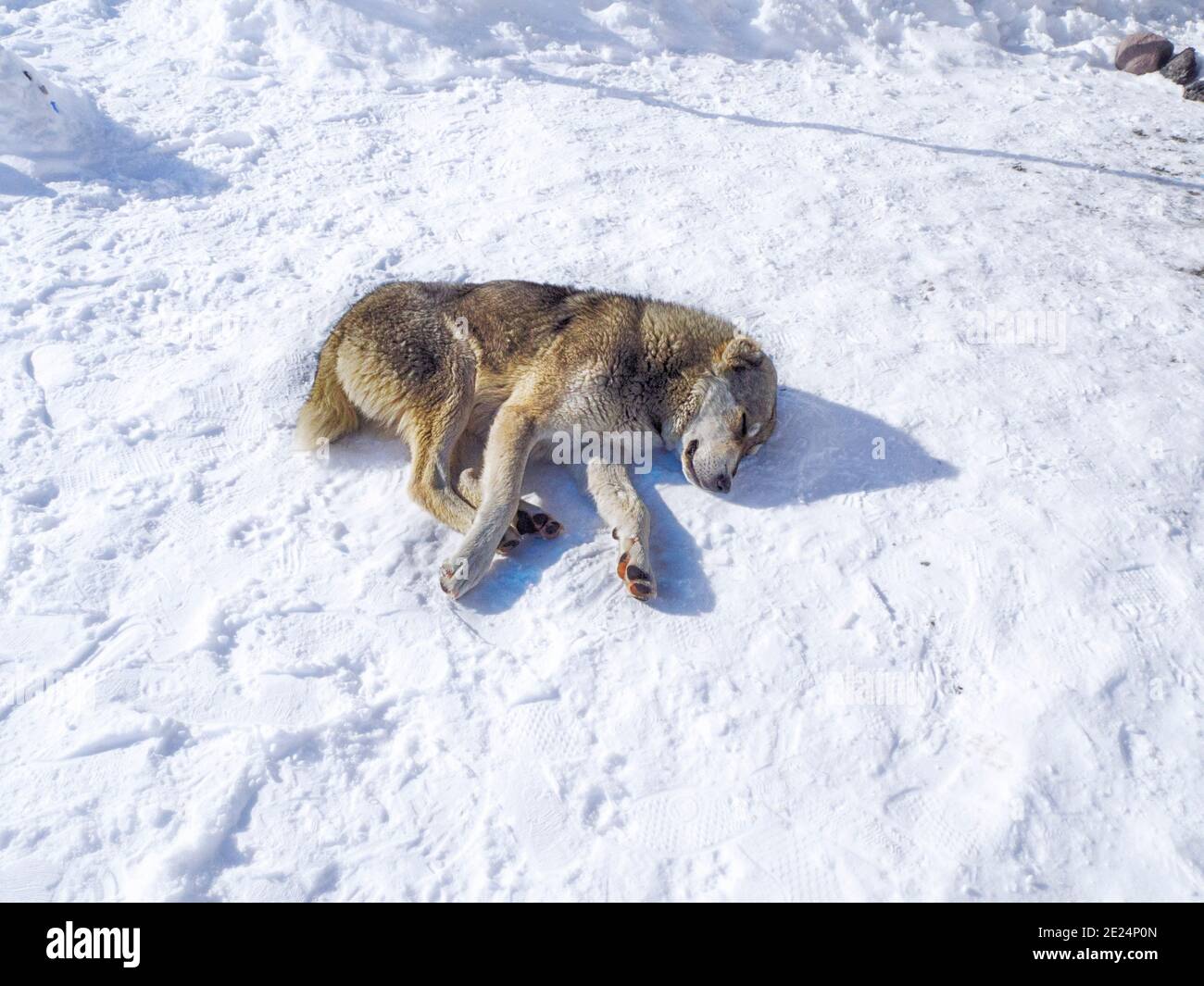 Dog lying in snow sleeping, Georgia Stock Photo - Alamy