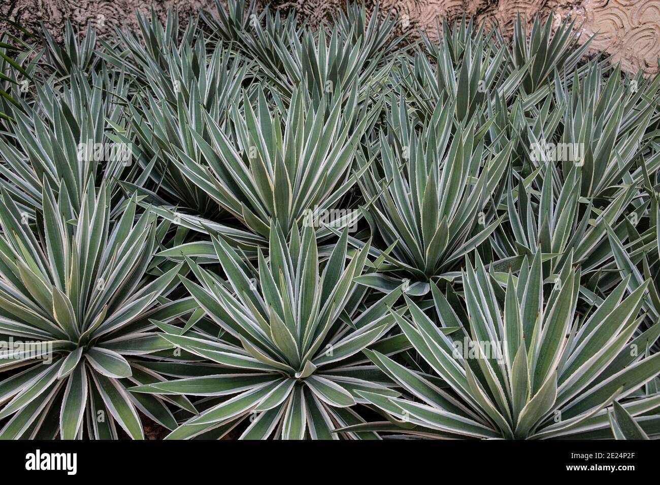 Cactus in a courtyard in Bali Island Stock Photo - Alamy