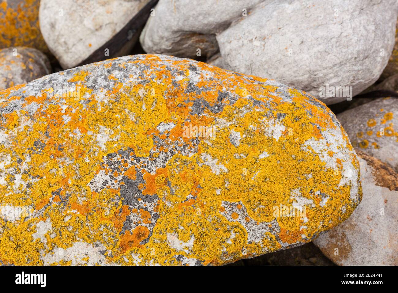 Close-up texture of yellow and orange lichen growing on coastal rocks ...
