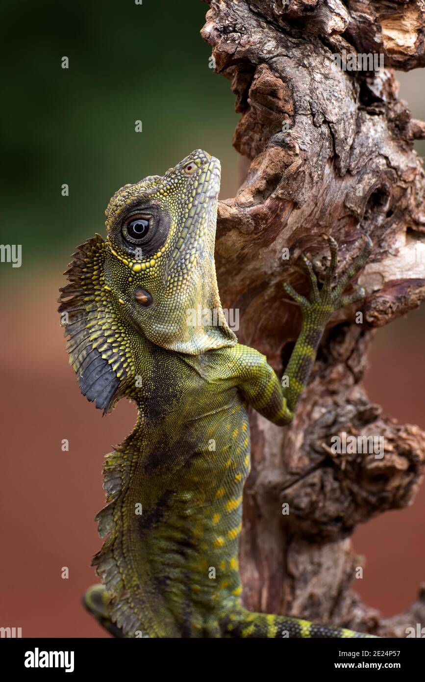 Anglehead lizard on a branch looking up, Indonesia Stock Photo - Alamy