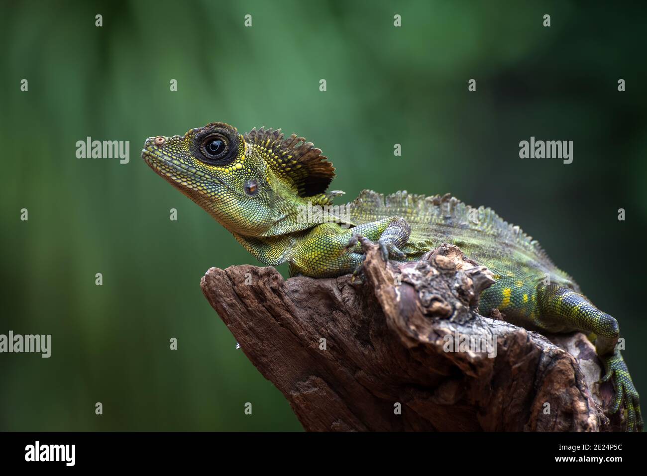 Anglehead lizard on a branch looking up, Indonesia Stock Photo - Alamy