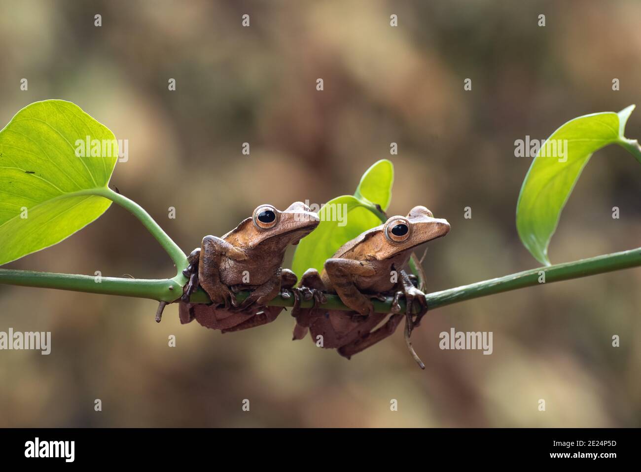 Two Borneo eared tree frogs on a branch, Indonesia Stock Photo - Alamy