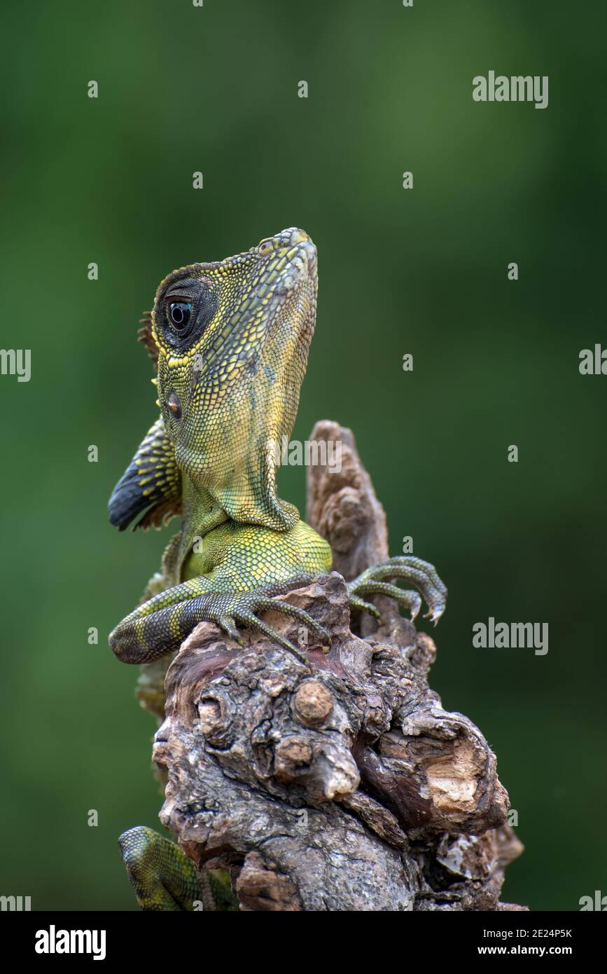 Lizard head on branch hi-res stock photography and images - Alamy