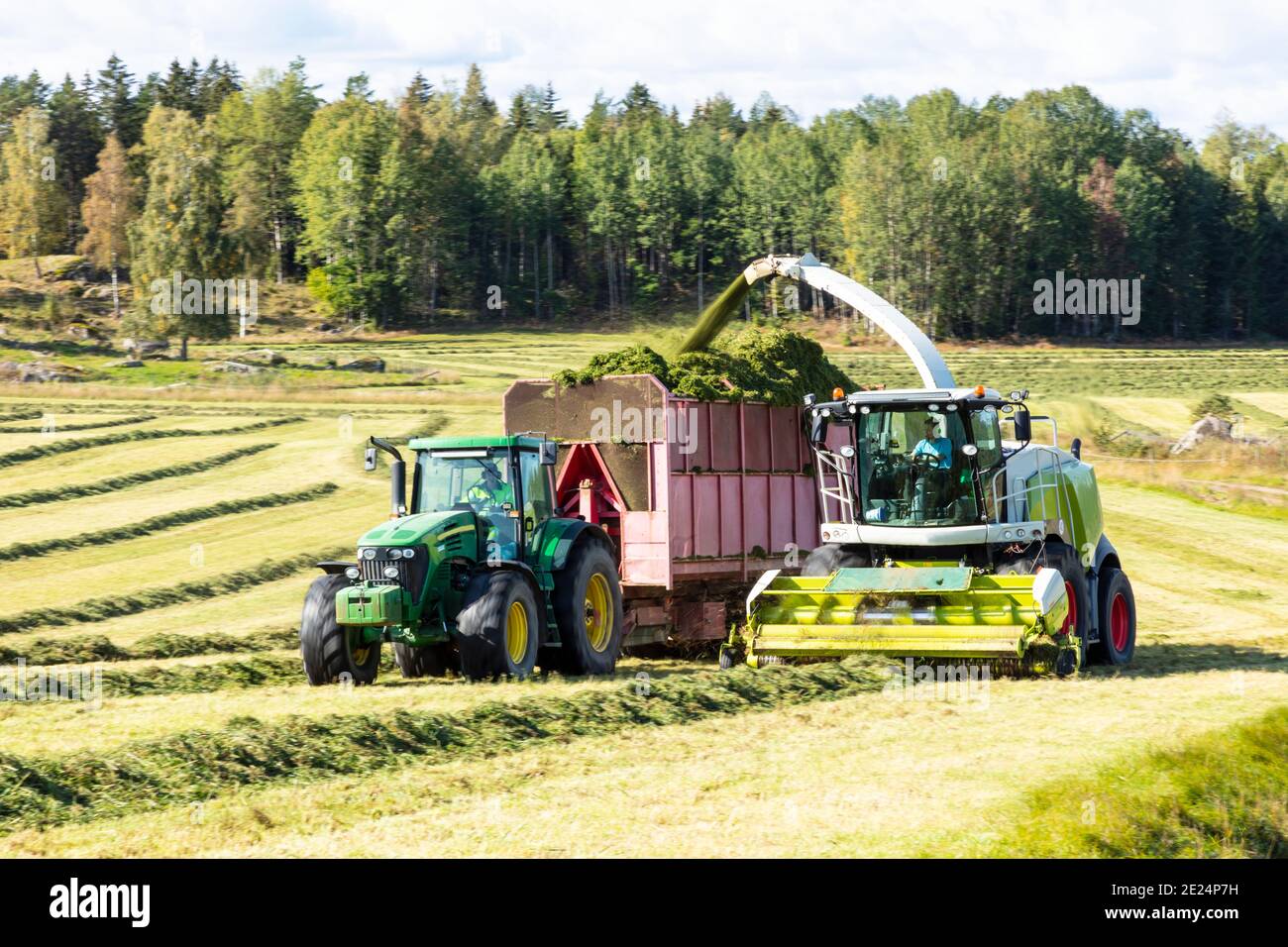 Forage harvester collecting cut grass on field Stock Photo - Alamy