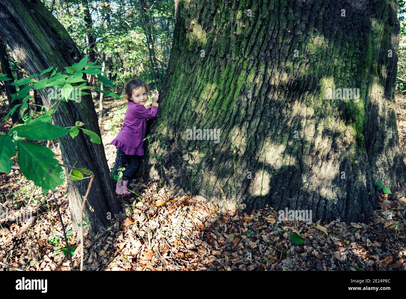 The leaning tree hi-res stock photography and images - Alamy