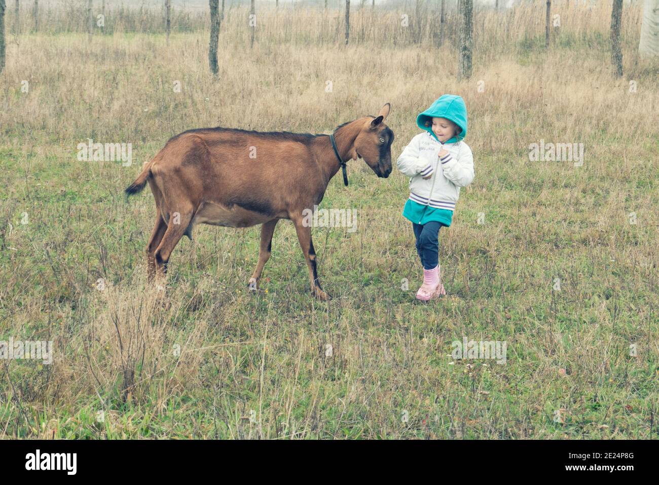 Child playing with goat hi-res stock photography and images - Alamy