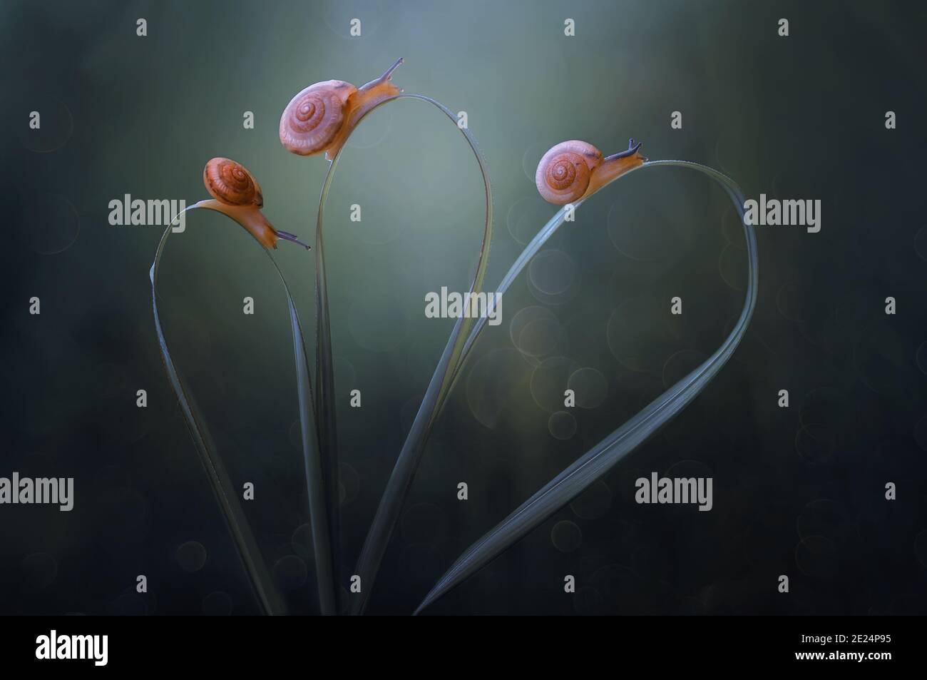 Three snails on a leaf, Indonesia Stock Photo - Alamy