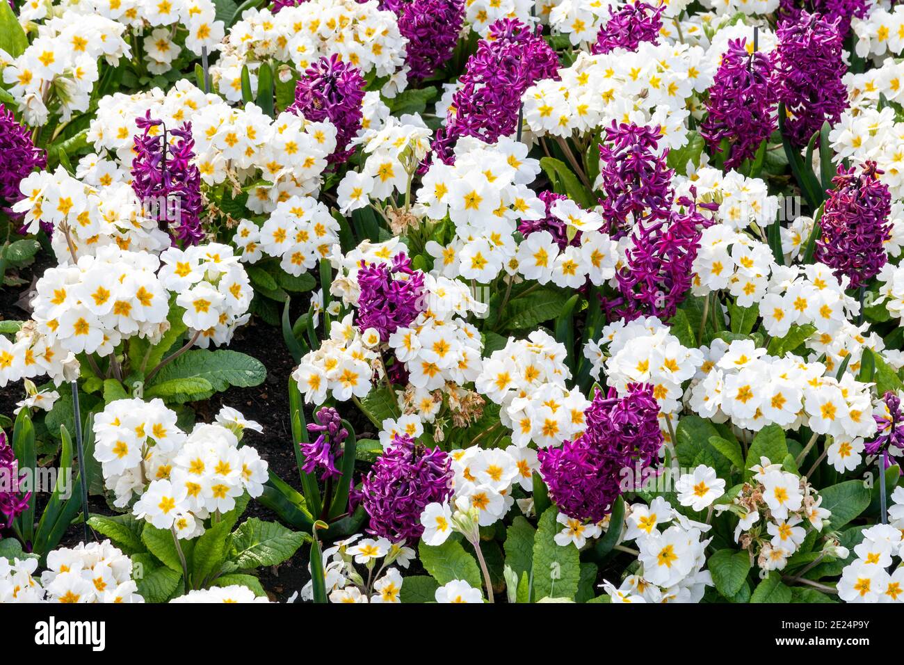 Springtime flower bed background of purple hyacinths and white primrose ...