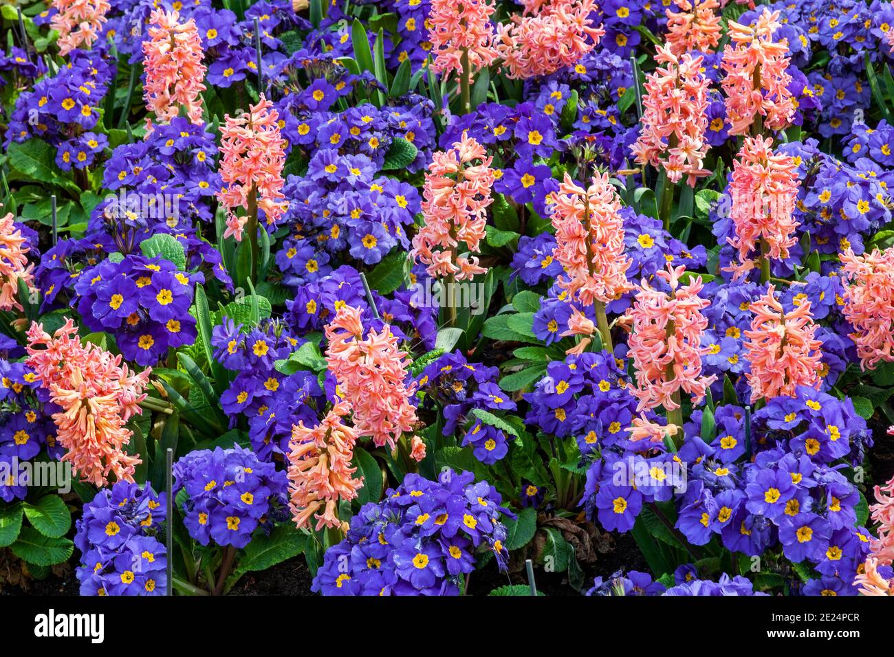 Springtime flower bed background of orange hyacinths and blue purple ...