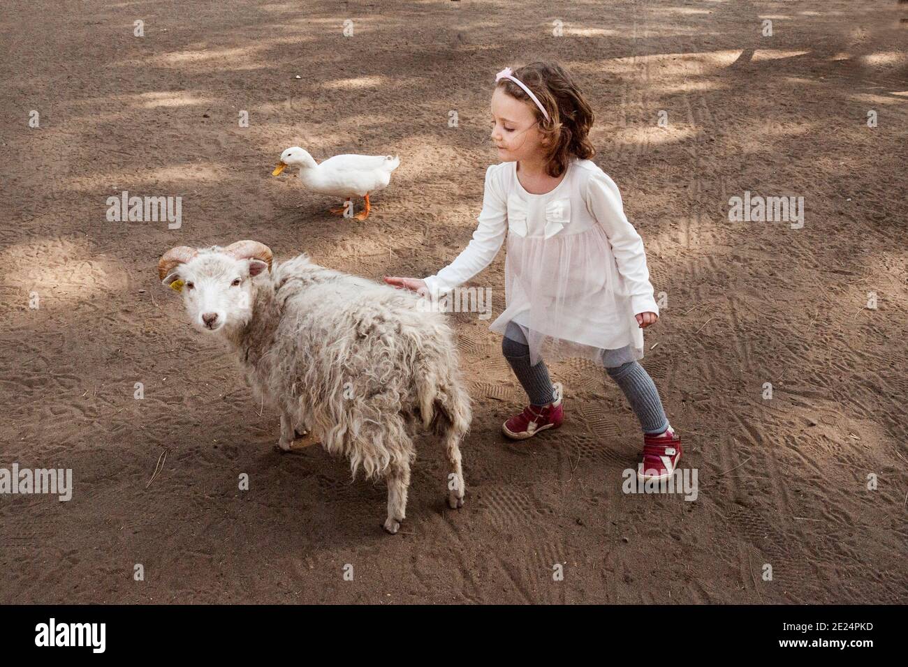 Girl standing with two sheep hi-res stock photography and images - Alamy