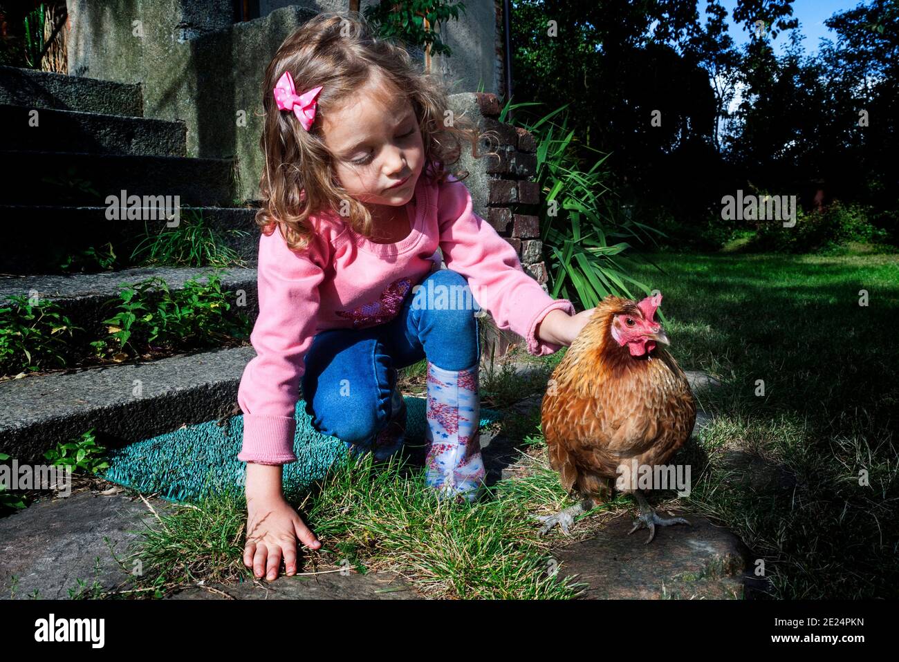 Healthy looking chicken hi-res stock photography and images - Alamy