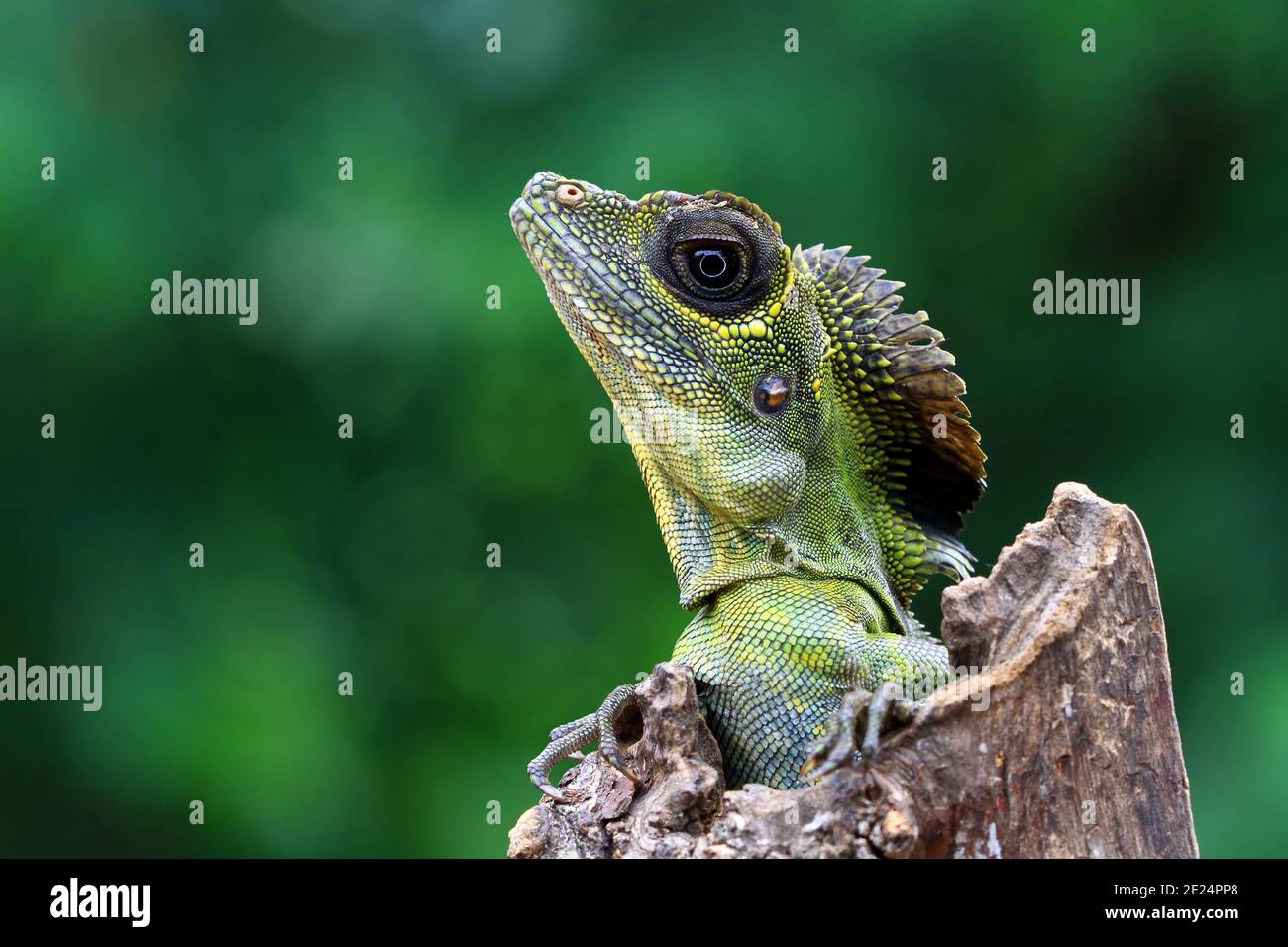 Anglehead lizard on a branch looking up, Indonesia Stock Photo - Alamy