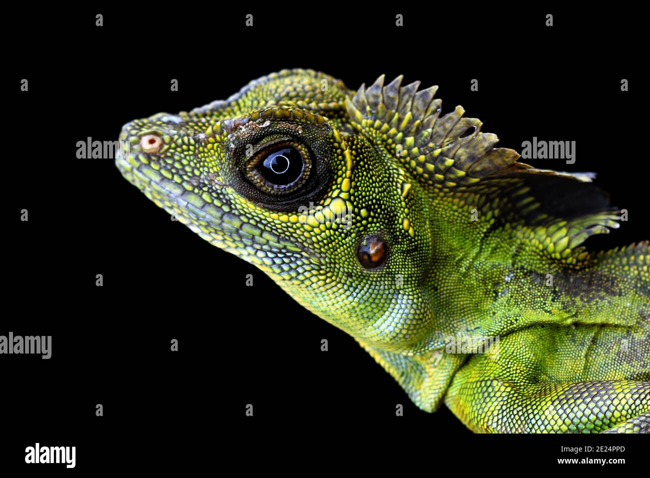 Anglehead lizard hi-res stock photography and images - Alamy