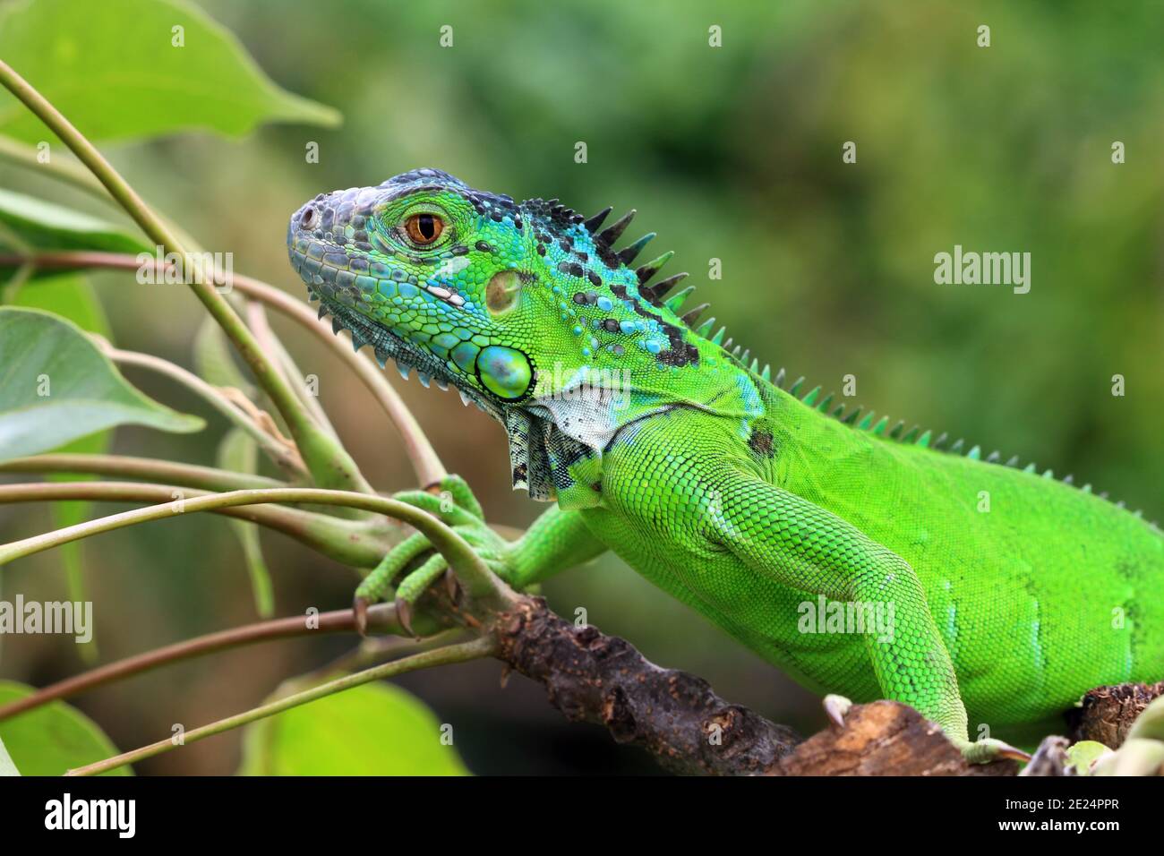 One green iguana lizard hi-res stock photography and images - Alamy
