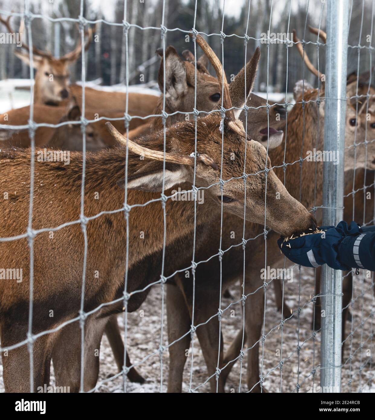 Reindeer fence hi-res stock photography and images - Alamy