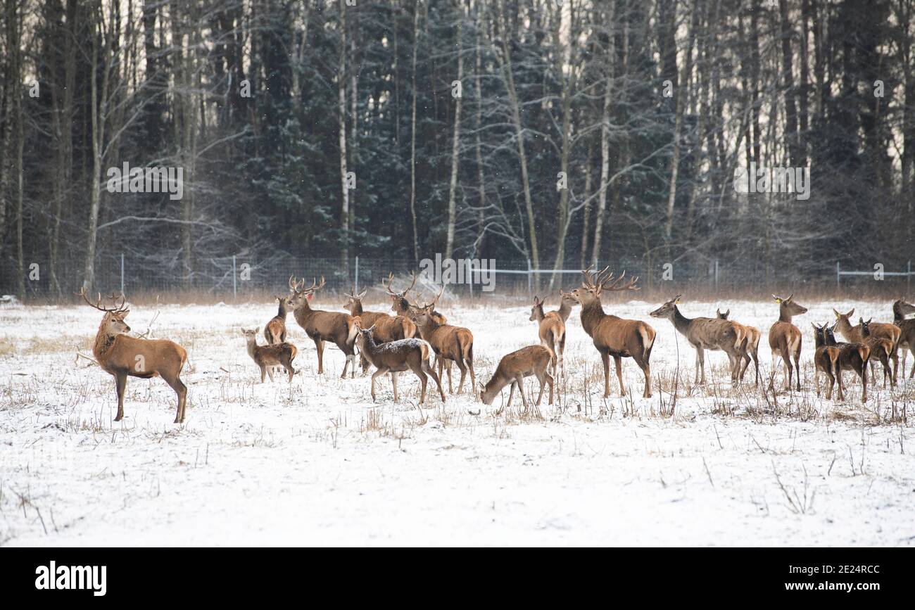 Group reindeer hi-res stock photography and images - Alamy