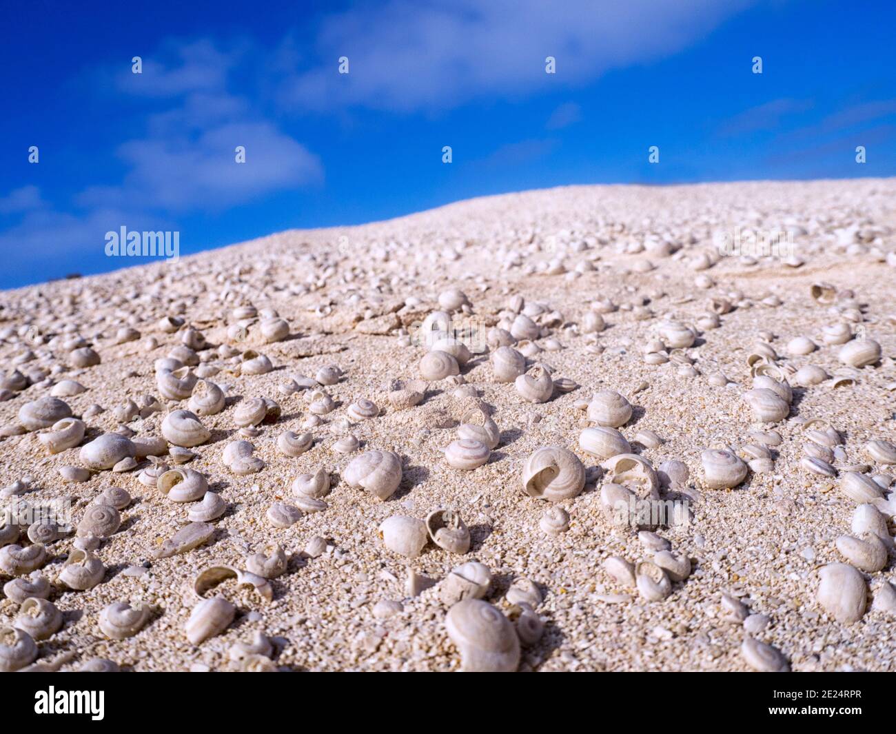 Empty seashells hi-res stock photography and images - Alamy