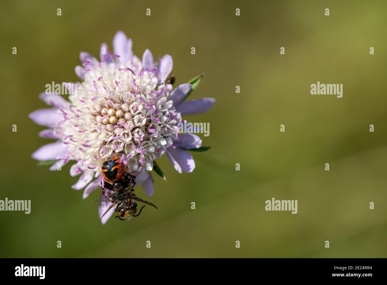 Spider hunting bee over flower with blurred background Stock Photo - Alamy