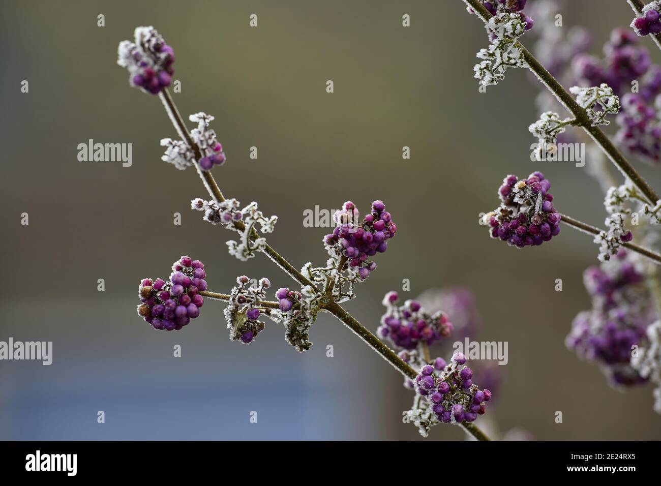 Frosted berries hi-res stock photography and images - Alamy