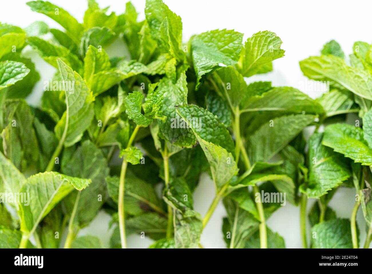 Fresh mint from the organic garden on a white background Stock Photo ...