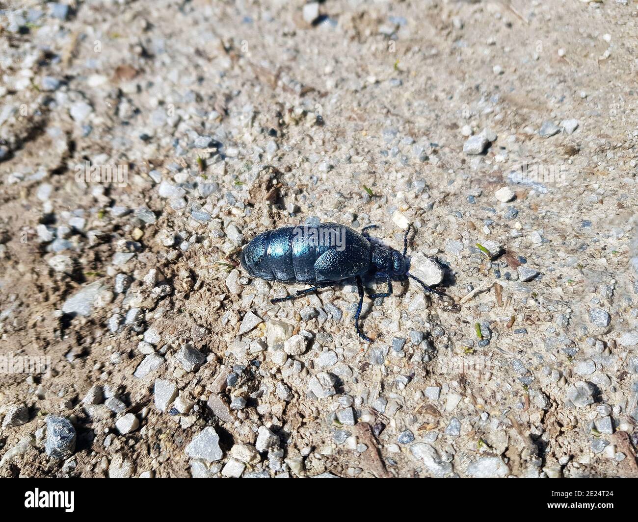 Black oil beetle hi-res stock photography and images - Alamy