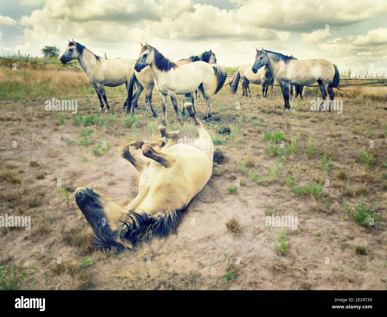 Rolling on back hi-res stock photography and images - Alamy